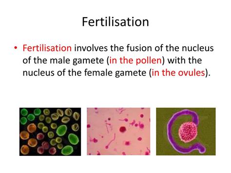 PPT Flowering Plant Sex PowerPoint Presentation Free Download ID