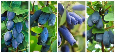 Balkan Ecology Project Honeyberry The Essential Guide To Probably