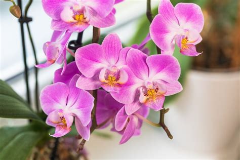 Why Do My Flowers Fall Over At Armando Barrett Blog