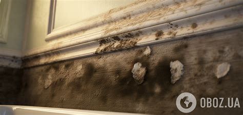 Що не можна робити із цвіллю поширений спосіб боротьби з грибком може бути небезпечним Oboz Ua