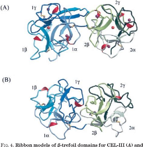Figure 1 From Crystal Structure Of The Hemolytic Lectin Cel Iii Isolated From The Marine