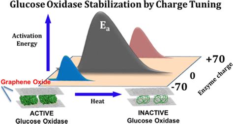 “桌上稳定”酶：设计酶 氧化石墨烯界面以实现前所未有的生物催化剂动力学稳定性acs Catalysis X Mol
