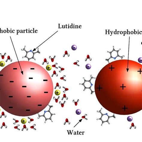 Schematic Representation Of The Distribution Of The Components In The