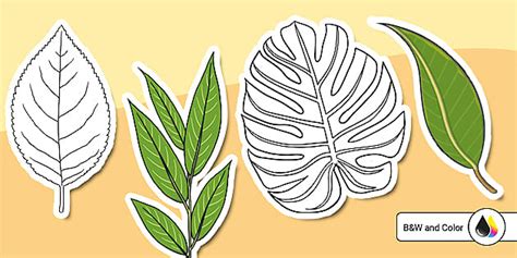 Tree Leaves Cut Out Set For Bulletin Boards Twinkl USA