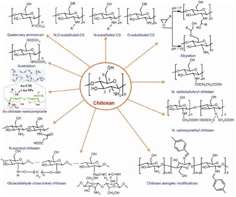 Chemical Structure Of Different Types Of Chemical Modification Of