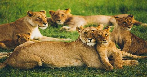 Conservation And Preservation Of Wildlife