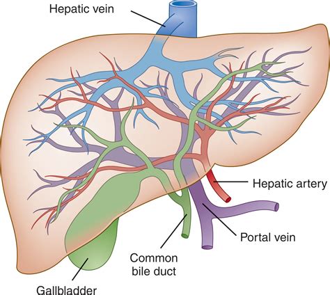 The Gallbladder And The Biliary System Clinical Tree