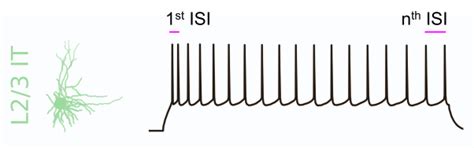 Patch Clamp Data Analysis In Clampfit Action Potentials Spikes And Bursts