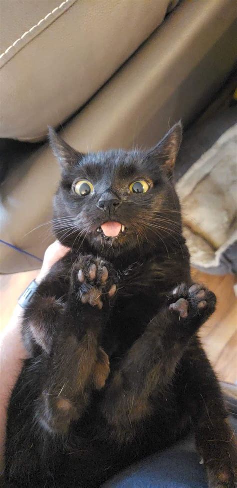 Tiny Beans R Toebeans