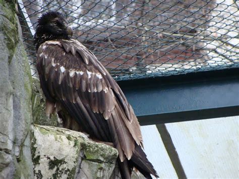 Gypaetus Barbatus Zoochat