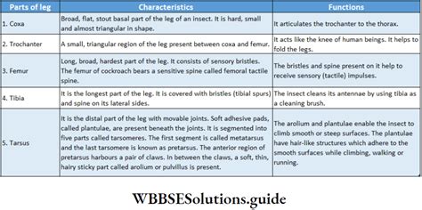 Morphology Anatomy Of An Insect Cockroach Notes Wbbse Solutions
