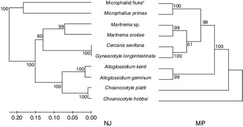 Neighbour Joining Nj And Maximum Parsimony Mp Trees With