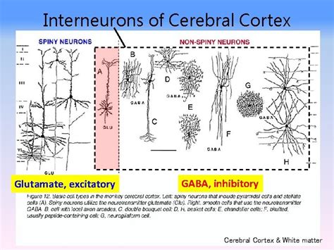 Cerebral Cortex The Outer Layer Of The Cerebrum