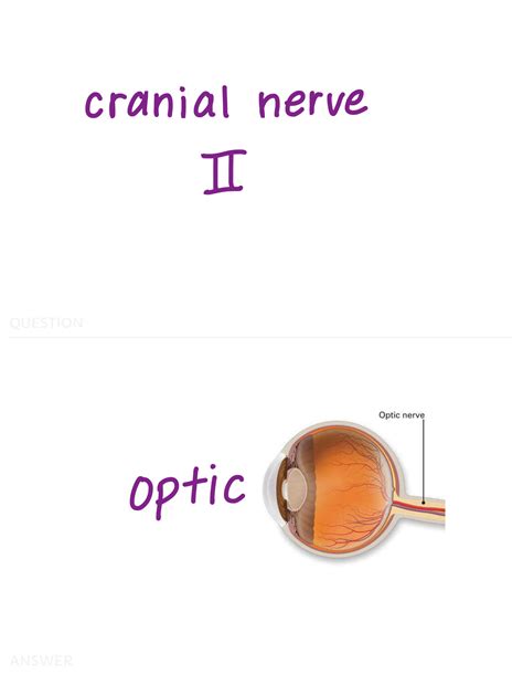 SOLUTION Cranial Nerves Tests Studypool