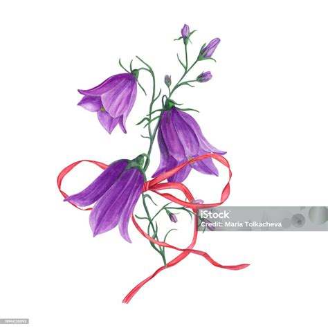 섬세한 라일락 바이올렛 캄파눌라 레드 리본 야생 종 꽃 Harebells 활 꽃 토끼 흰색에 초원 식물의 수채화 그림입니다 청첩장 생일 카드 0명에 대한 스톡 벡터 아트 및