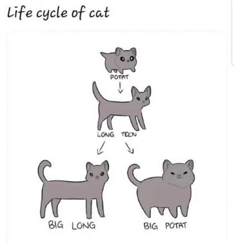 Cat Life Cycle Meme By Sentientegg Memedroid