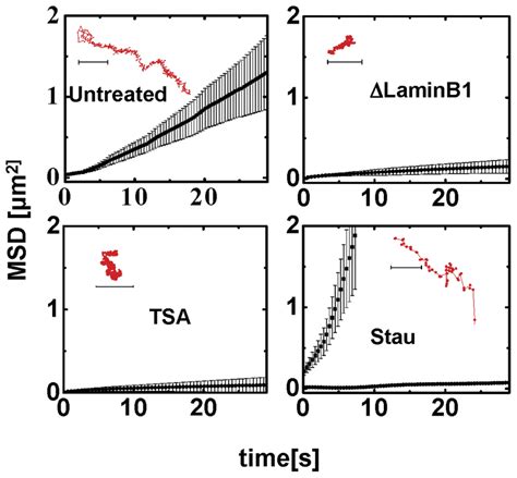 Functional Nuclear Perturbations Alter Particle Displacement Mean