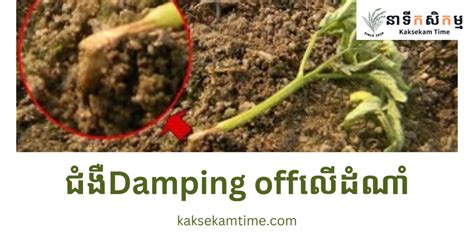 នាទីកសិកម្ម Kaksekam Time ប្រព័ន្ធផ្សព្វផ្សាយកសិកម្មលេខ១របស់កម្ពុជា