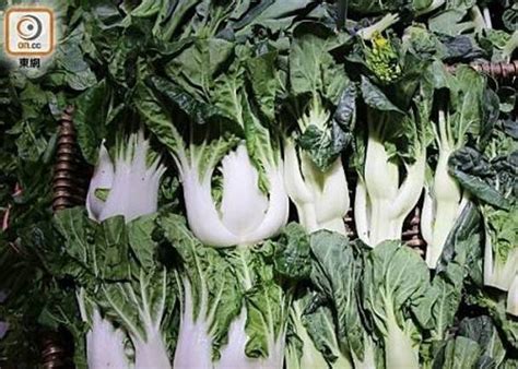內地供港鮮活食品穩定 白菜批發價平均每斤42元 Oncc 東網 Line Today