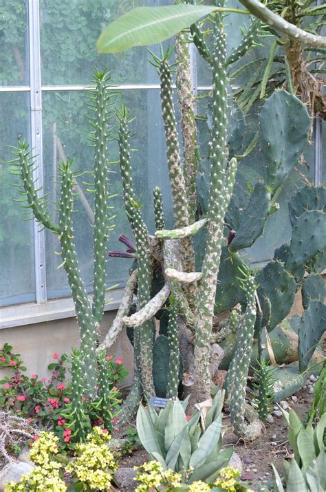 Photo Of The Entire Plant Of Eves Needle Cactus Austrocylindropuntia