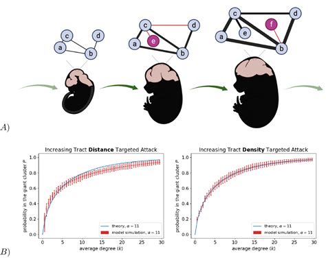 Early Path Dominance As A Principle For Neurodevelopment — Lcneuro