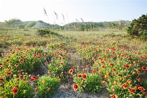 Dune Flowers The 3rd Eye Digital Flickr