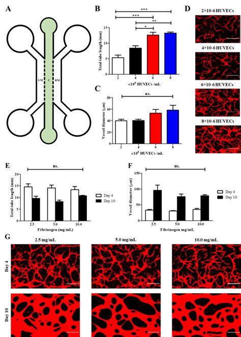 The Impact Of Cell Density And Fibrinogen Concentration On Download Scientific Diagram