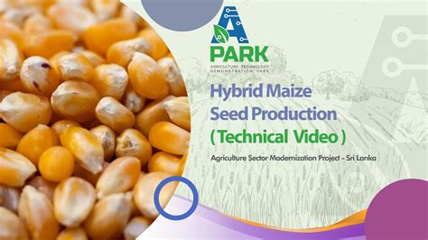 දෙමුහුන් බඩඉරිඟු බිජ නිශ්පාදනය Youtube