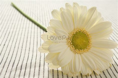 거베라 꽃 사진 무료 다운로드 Lovepik