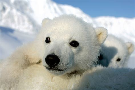 Un Mundo De Osos Wwf