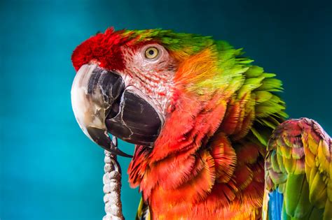 Rainbow Macaw 4k Hd Wallpaper