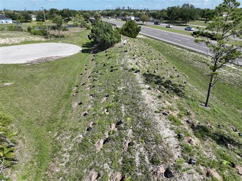 Future Forestry Plants 1500 Slash Pine Saplings On Veterans Memorial Pkwy Future Forestry