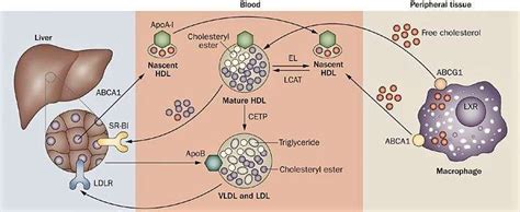 LCAT, key to HDL particle formation - GT health