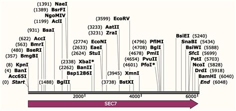 Snapgene Version 5 1 0