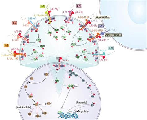 Cytokine Receptor Signaling Pathway At David Narvaez Blog