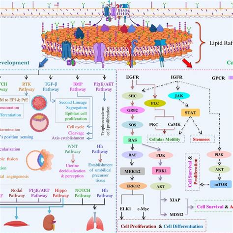 Lipid Rafts Facilitated Signaling In Embryonic Development And Cancer