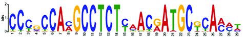the dna sequence conserved motif in the abif rna genes among s crem1