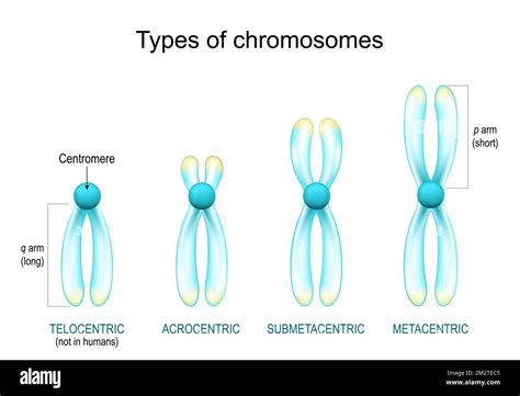 Cromosoma Acrocentrico Immagini Vettoriali Stock Alamy