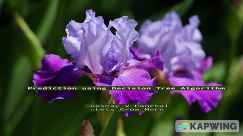 Video Akshay Panchal On Linkedin 🌳 Task 8 Prediction Using Decision Tree Classifier 📊🌲 Im