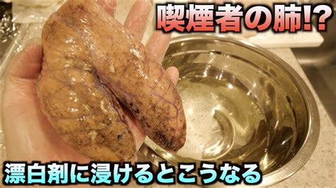 検証喫煙者の肺を漂白剤に漬けたらこうなる YouTube