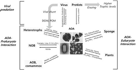 Illustration Of Interactions Between Aoa And Other Organisms In This
