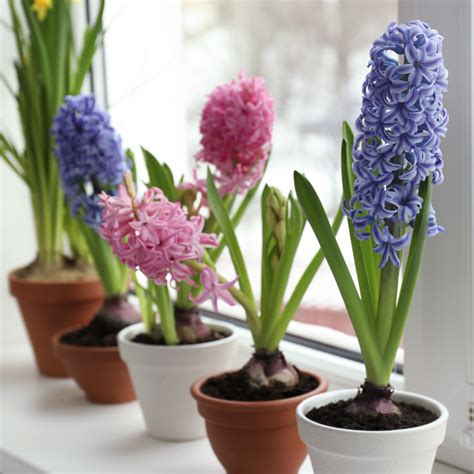 How To Care For Hyacinth In A Vase Your Complete Guide To Indoor