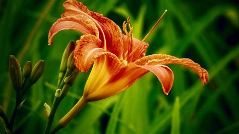 100 Tiger Lily Wallpapers