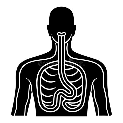Human Esophagus Vector Silhouette Art Illustration Stock Vector Illustration Of Surgery Liver