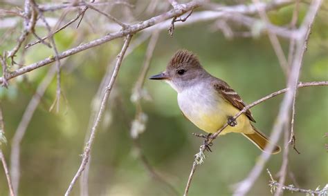 Ash Throated Flycatcher Identification And Overview