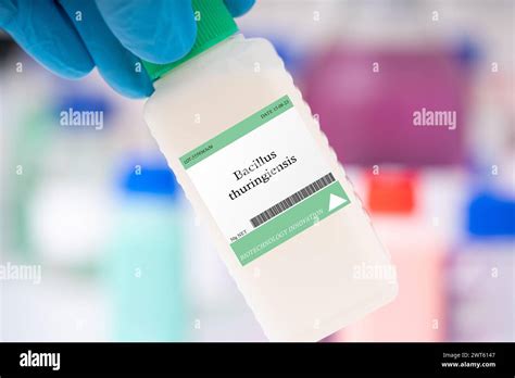 Bacillus Thuringiensis Bacteria A Bacteria Used As A Biopesticide In
