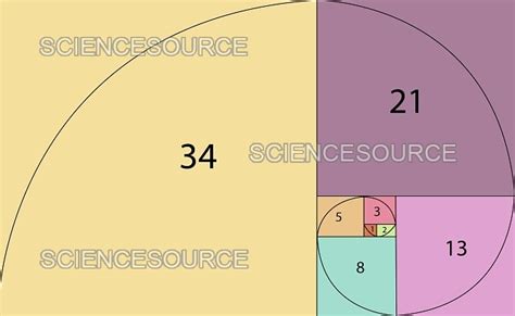 Fibonacci Sequence Golden Spiral Stock Image Science Source Images