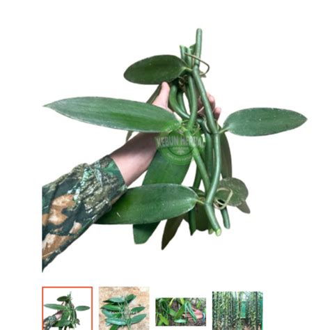Jual Bibit Tanaman Vanili Panili Planifolia Super Unggul Shopee Indonesia