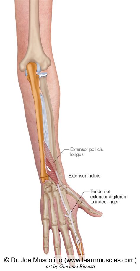 Extensor Indicis Learn Muscles