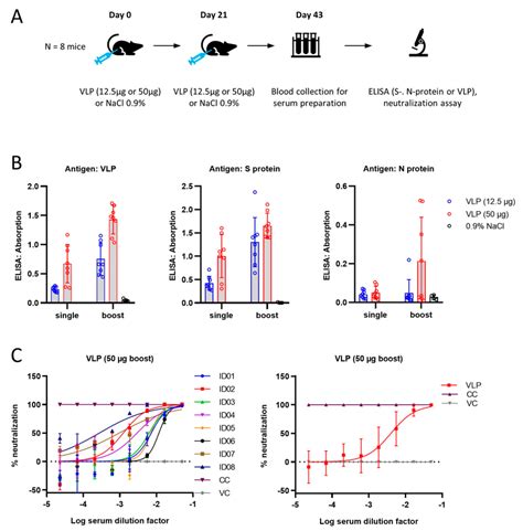 Sars Cov 2 Vlps Are Immunogenic In Mice A Cartoon Depicting The